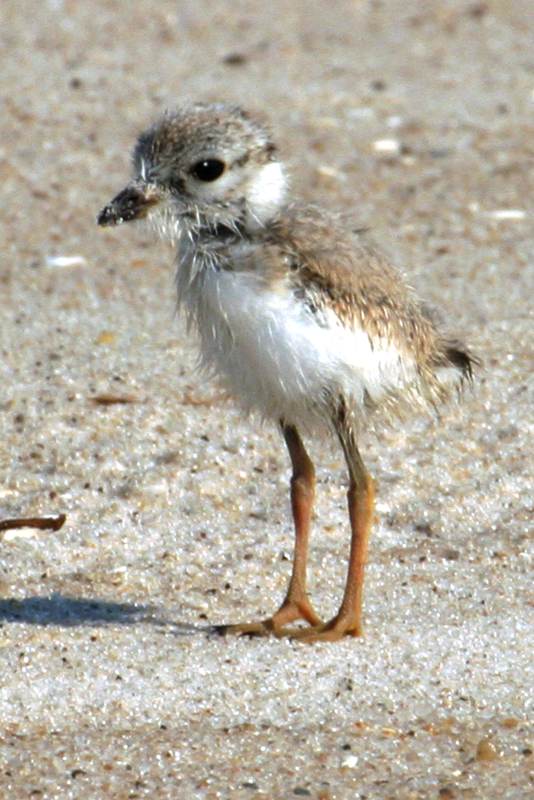 Piping Plover Chick | Holly Gordon Photographer